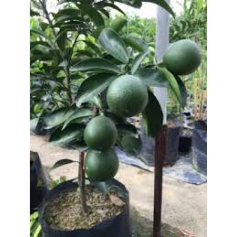 Anak Pokok Bali Sunkist Berbuah | Shopee Malaysia