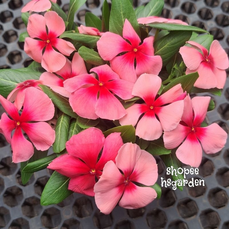 10 biji benih Vinca Raspberry Splash (Vinca tegak) • vinca seeds ...