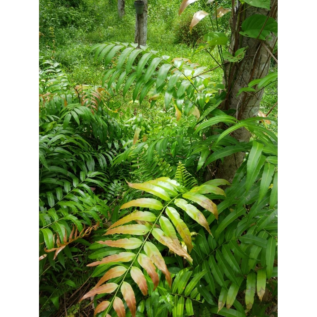 🌿🔥BENIH PUCUK PAKU MIDIN MERAH (12 POKOK) | Shopee Malaysia