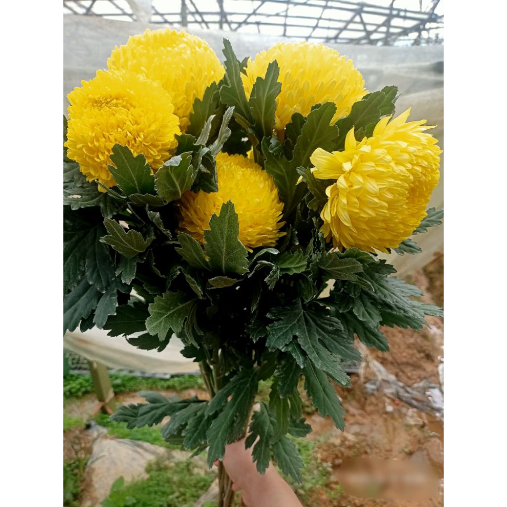 CHRYSANTHEMUM TAIWAN MUM Incurve Kekwa fresh flowers from Cameron ...