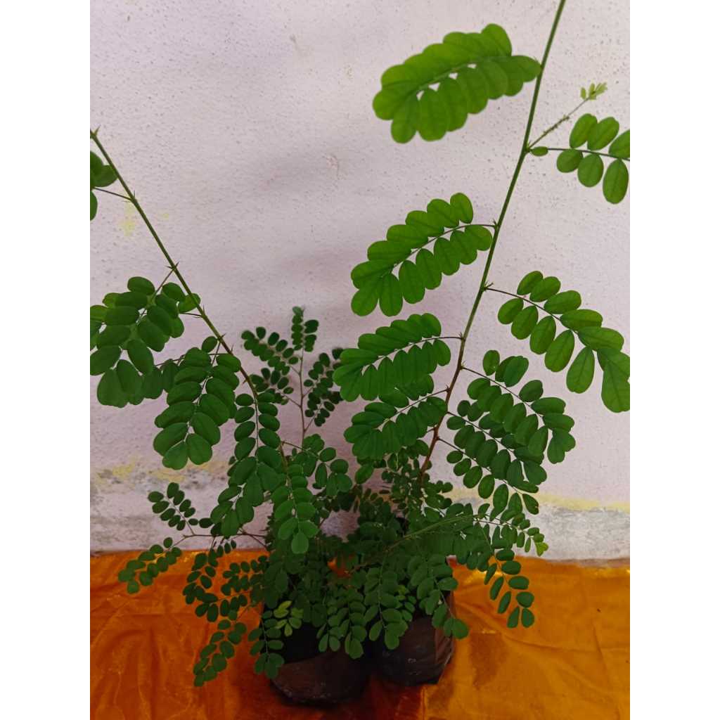 LIVE PLANT-ELUMBOTTI/BONE JOINT LEAVE | Shopee Malaysia