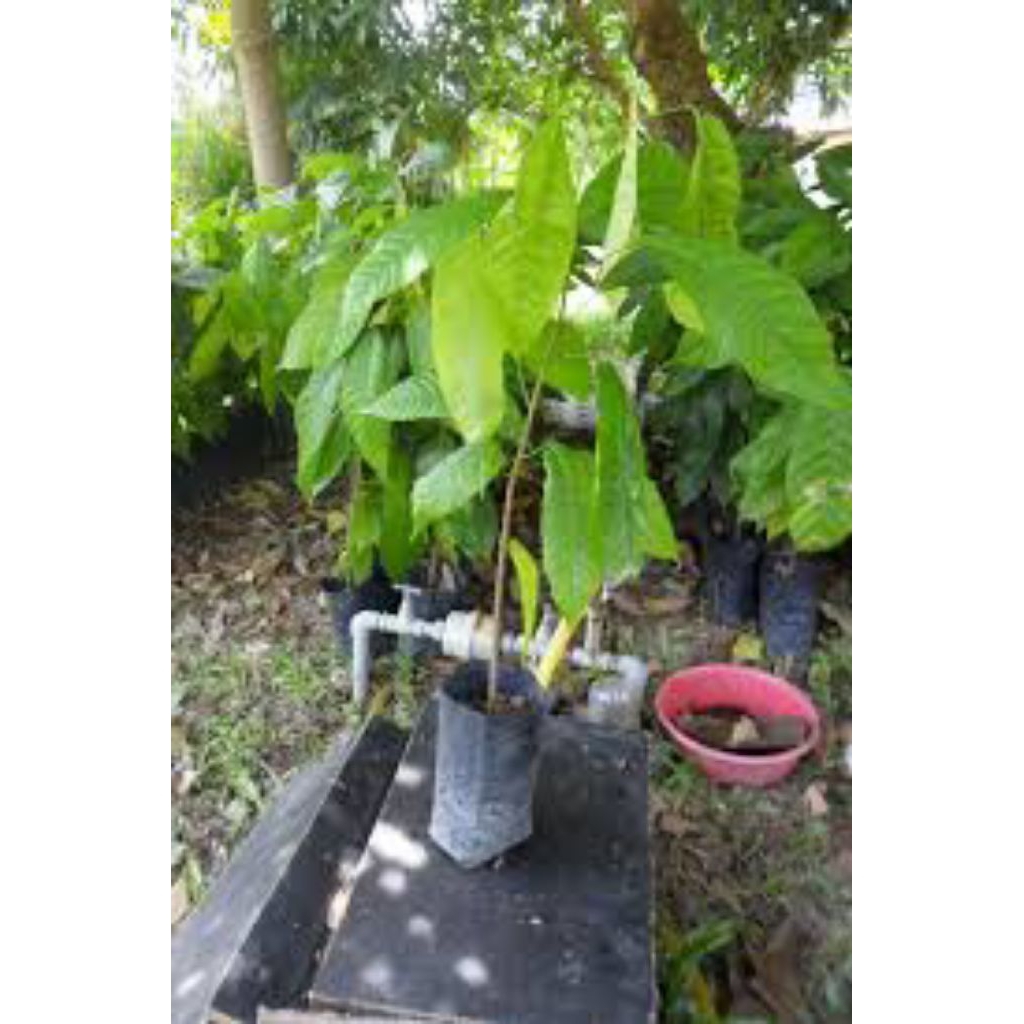 Pokok Koko Besar 2-3Kaki | Shopee Malaysia