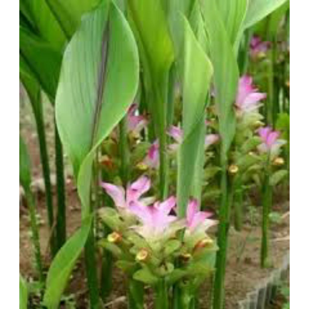 Pokok Temu Lawak(Anak Pokok) | Shopee Malaysia