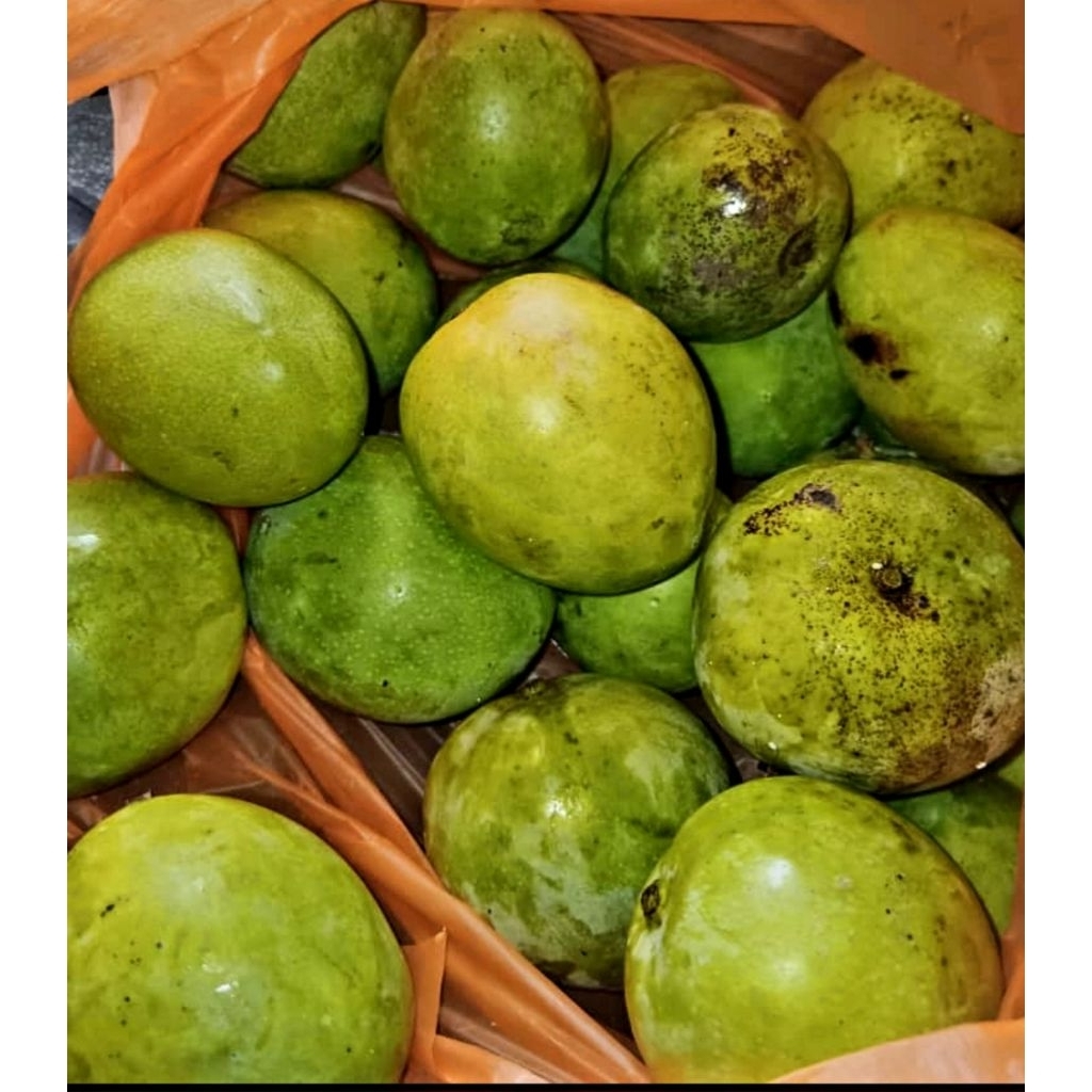 Mangga telur / pauh ringan / pelam telur matang atau tua belum masak ...