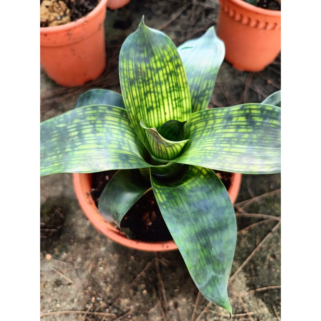 bromeliad vriesea gigantea nova ready stocks | Shopee Malaysia