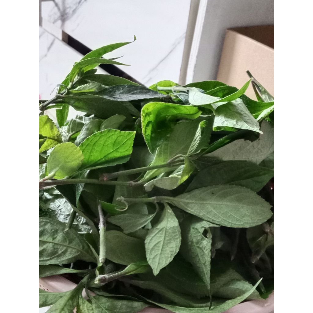 DAUN DAN PUCUK MUDA HERBA PECAH KACA@PECAH BELING(1KG DAUN SEGAR ...