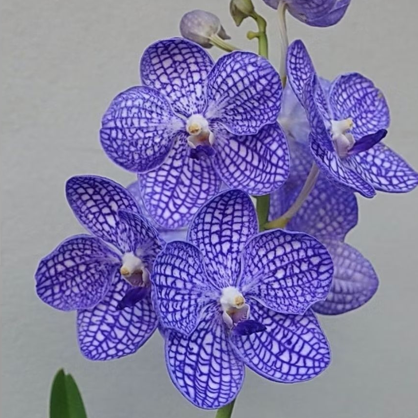 Orkid Vanda Blue / Purple – Medium Size Live Plant (Pure Wax, Chulee ...