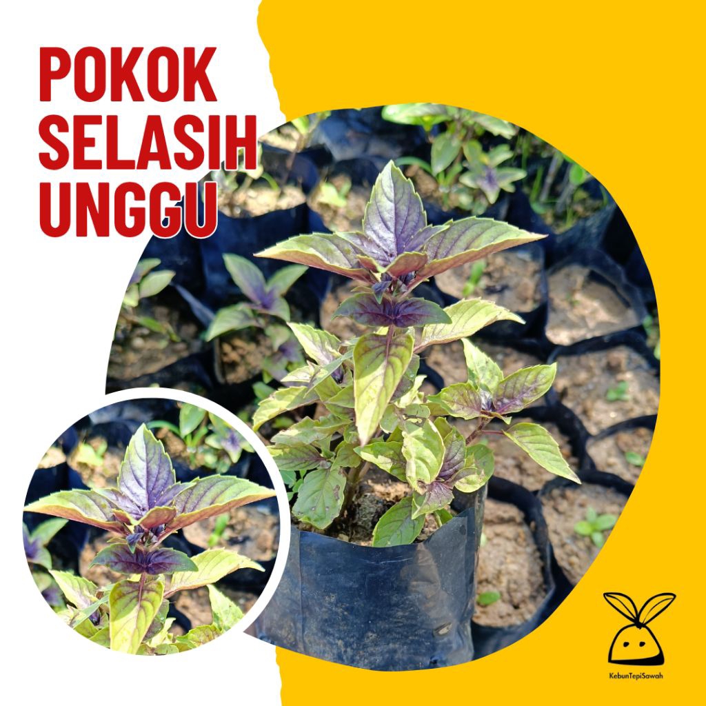 Pokok selasih unggu hijau | Shopee Malaysia
