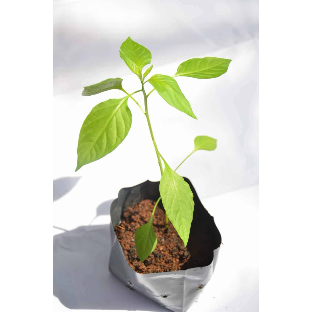 Anak pokok cili besar merah atau pokok lada merah besar | Shopee Malaysia