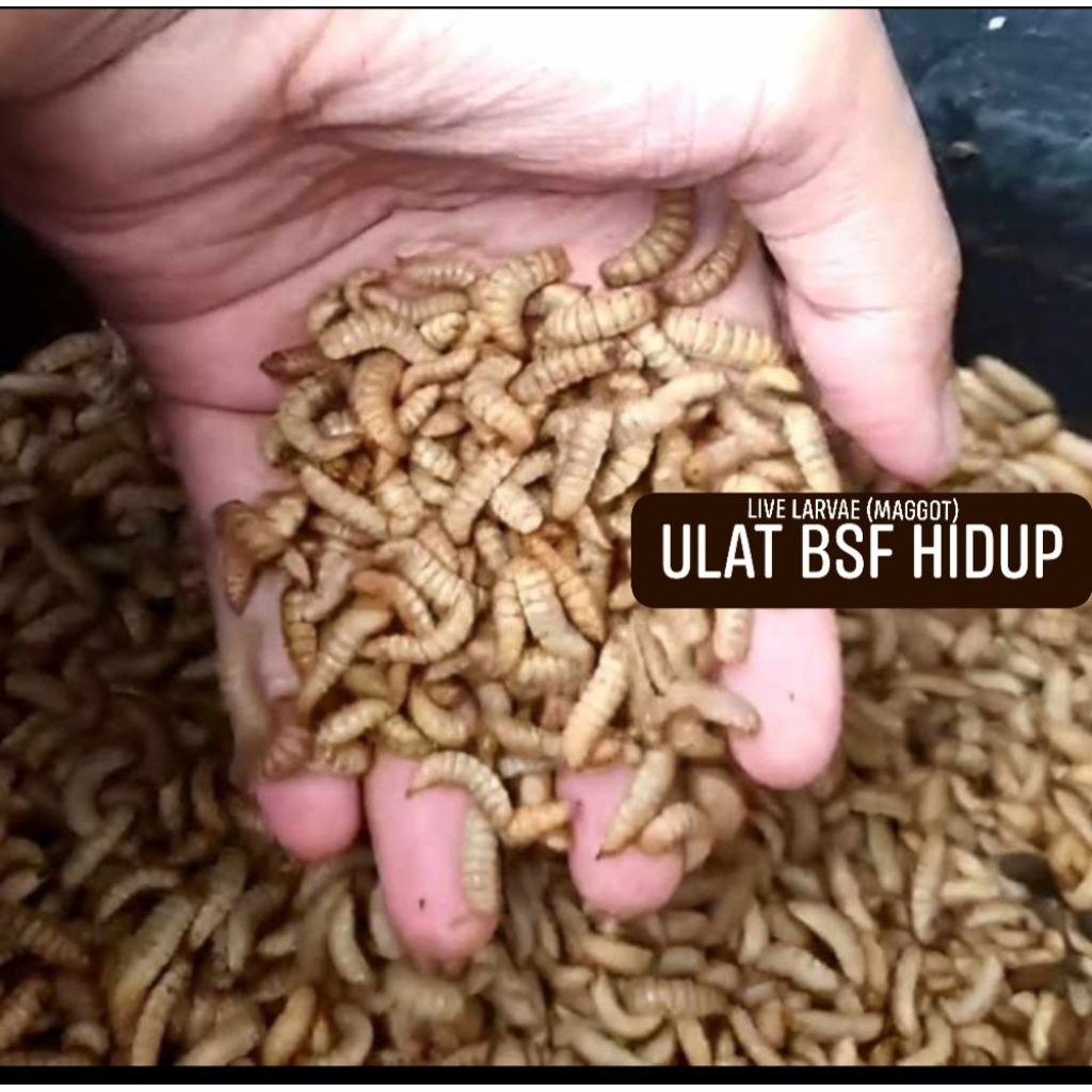 MAGGOT BSF ULAT HIDUP BSFL ( LIVE LARVAE MAGGOT ) | Shopee Malaysia