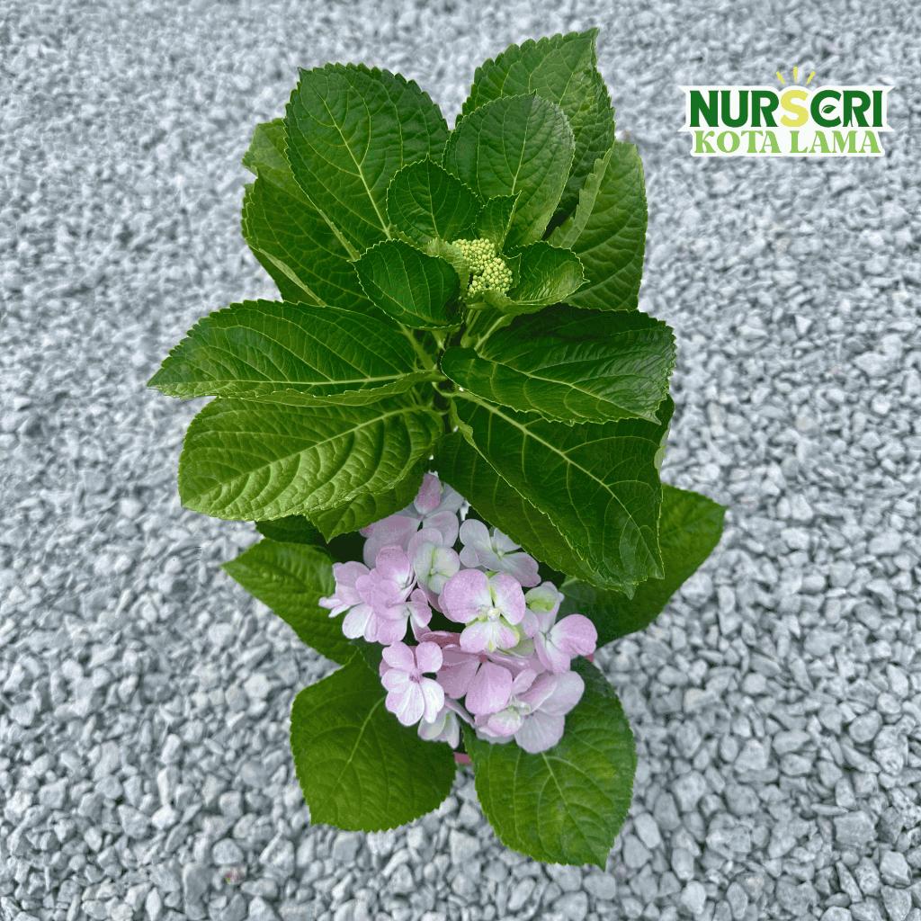 🔥OUTDOOR🔥 HYDRANGEA KAMPUNG (Got Flower) / Bunga Tiga Bulan / Siti ...
