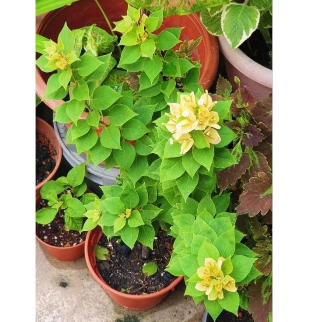 Anak pokok Bunga Kertas berwarna kuning oren九重葛 | Shopee Malaysia