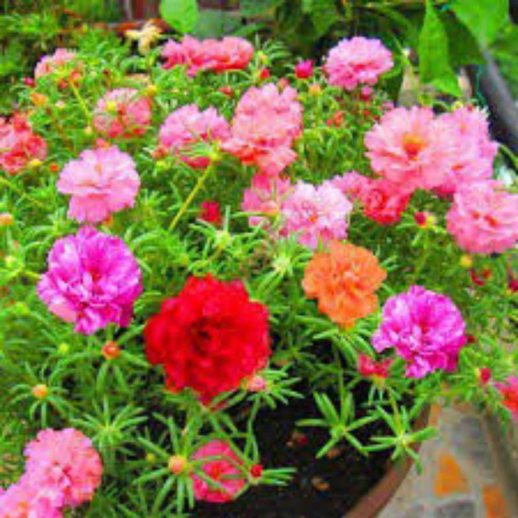 Pokok Bunga Rose Jepun(Anak Mix Colour) | Shopee Malaysia
