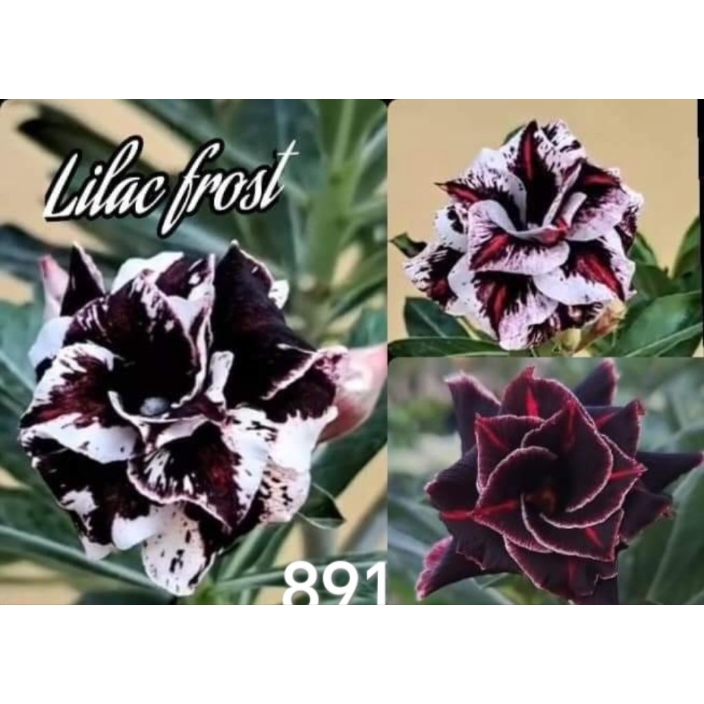 adenium kemboja ID Lilac frost | Shopee Malaysia