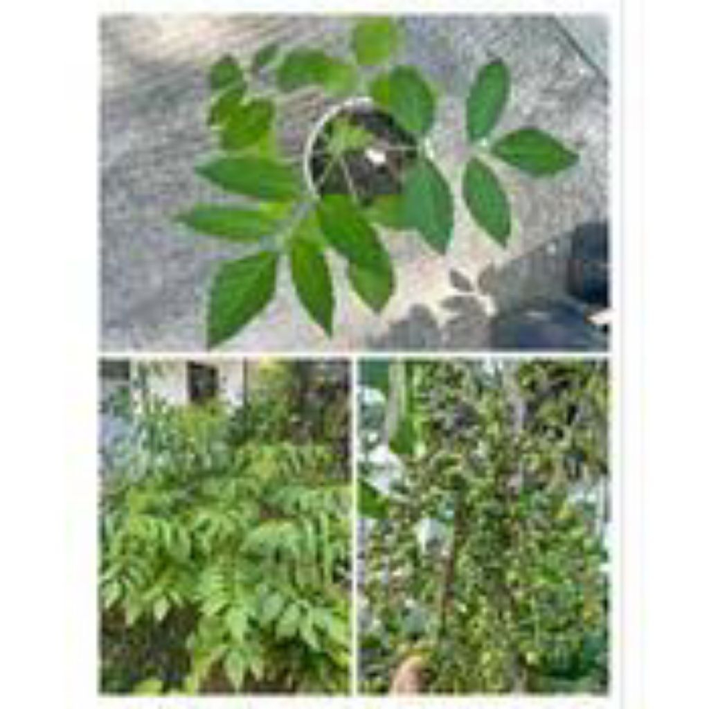 Herba Tradisional(Pokok Melada Pahit) | Shopee Malaysia