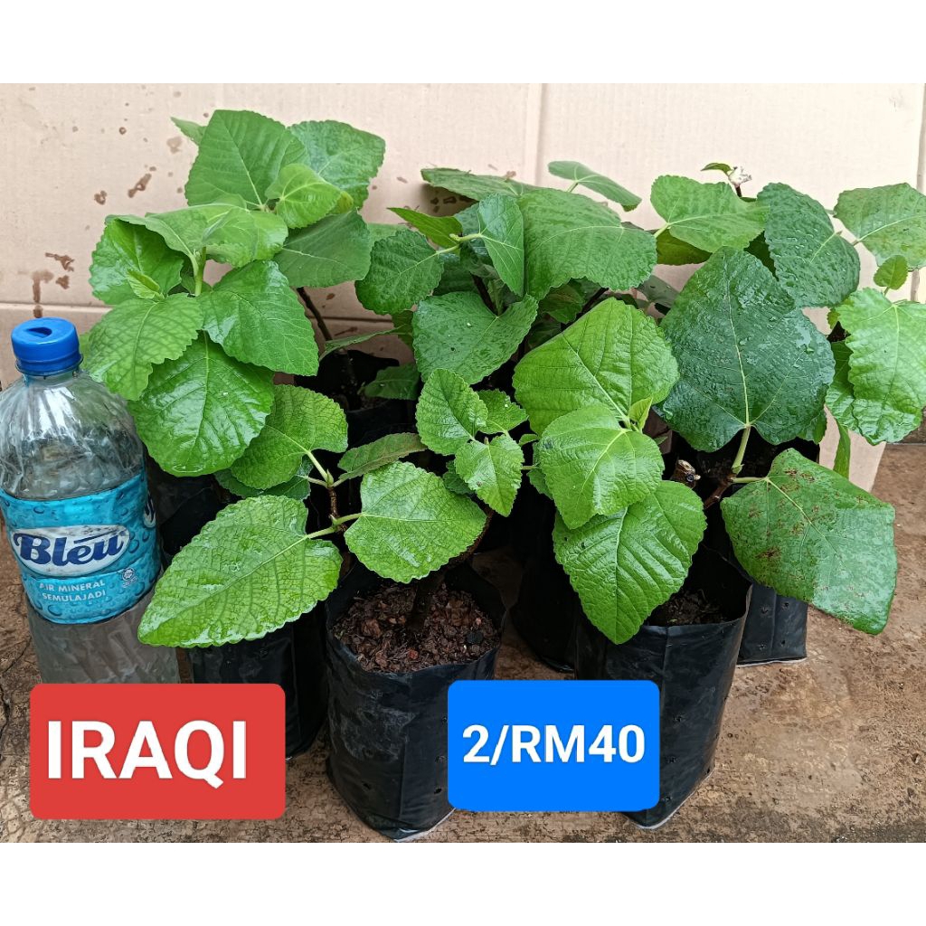 Pokok Tin IRAQI fig figs - Stock super bajet Rahmah - harga sangat ...