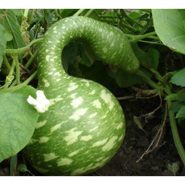Biji Benih Labu Air Sayong RADO 69 Bottle Gourd Seed 5pcs 天鹅蒲瓜种子 - 5 ...