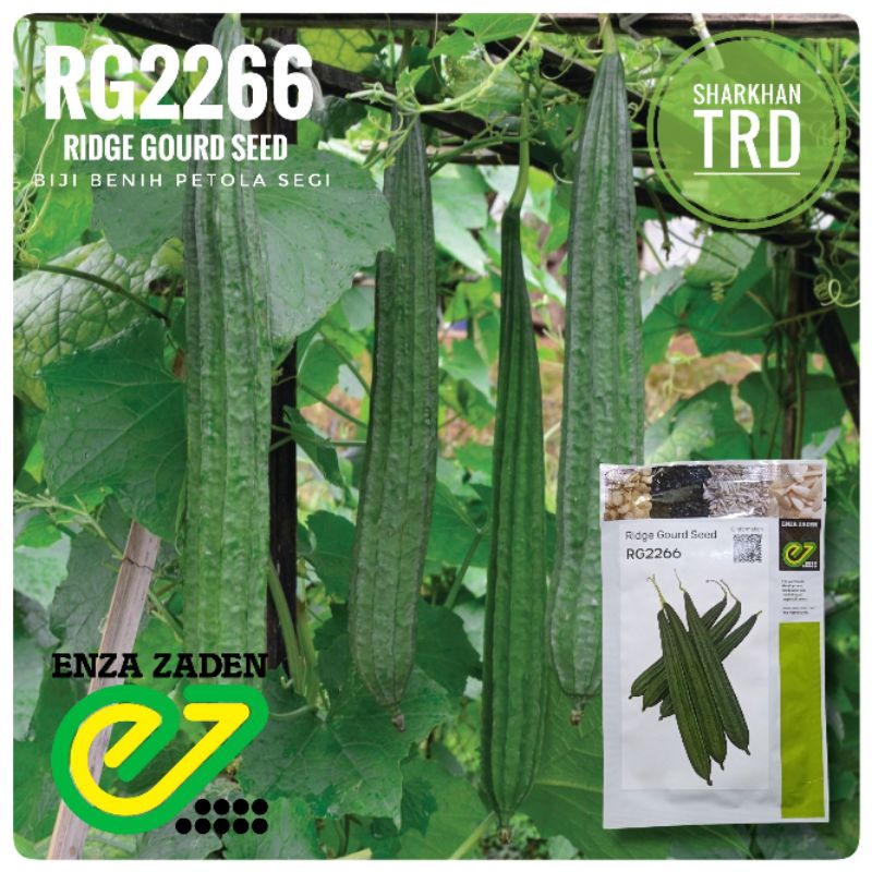 🔥NEW STOCK🔥 Paket 500 Biji RG2266 RIDGE GOURD Enza Zaden Biji Benih Petola Segi Netherlands ...