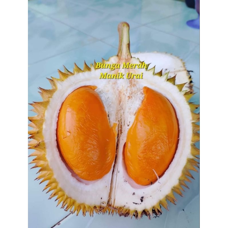 Pokok Durian Rare Bunga Merah Manik Urai💥💥💥 | Shopee Malaysia