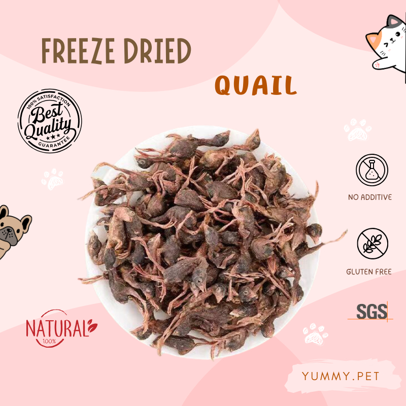 【Yummy】 Freeze Dried Quail for Cat/Dog/Hamster/Small Pets 【Ready Stock ...