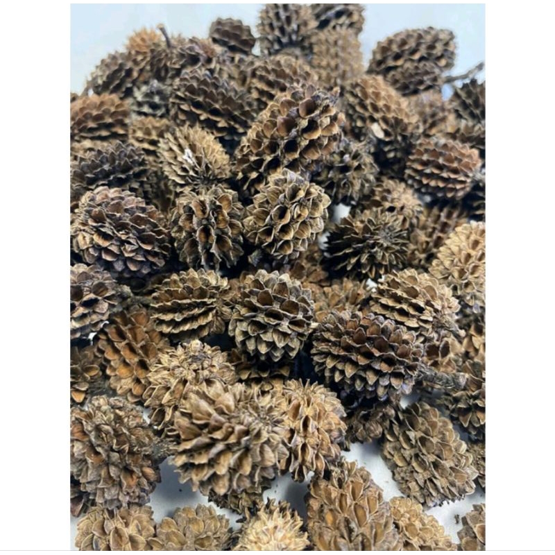 Casuarina cone provides bio film (shrimp food) and reduce pH | Shopee ...