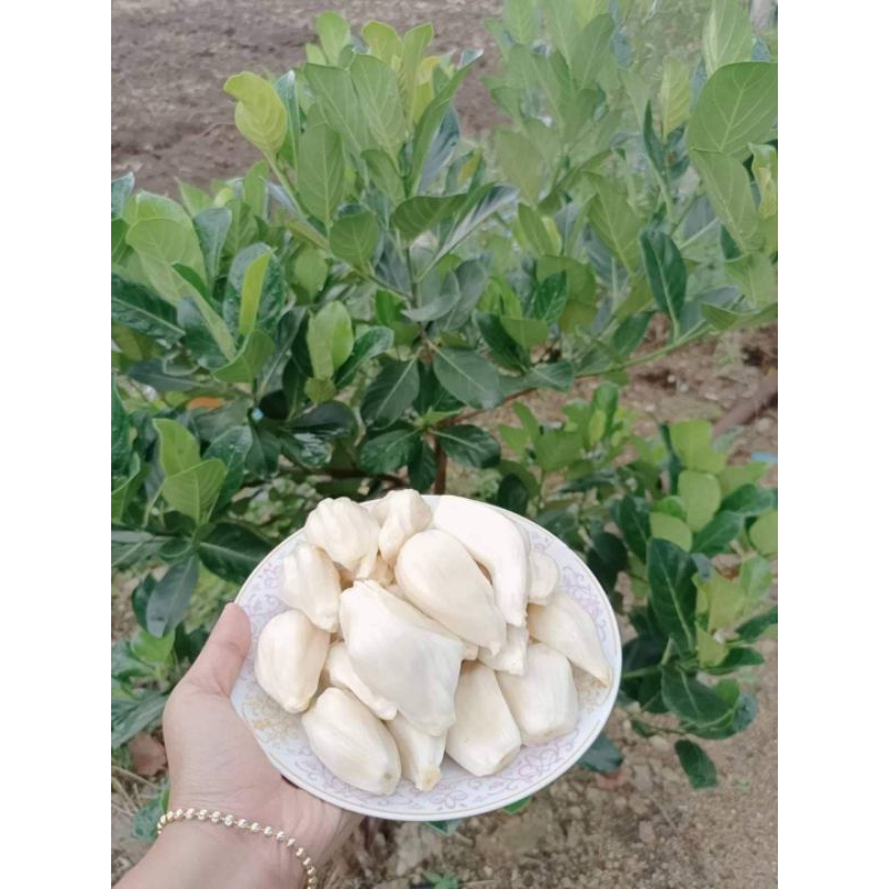 POKOK NANGKA MADU MUTIARA PUTIH (VARIAN BAHARU) | Shopee Malaysia