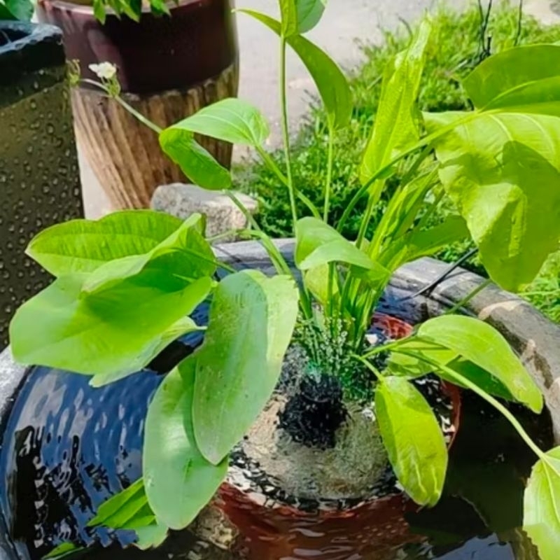 Pokok Melati Air Pokok Hiasan Dalam Air | Shopee Malaysia