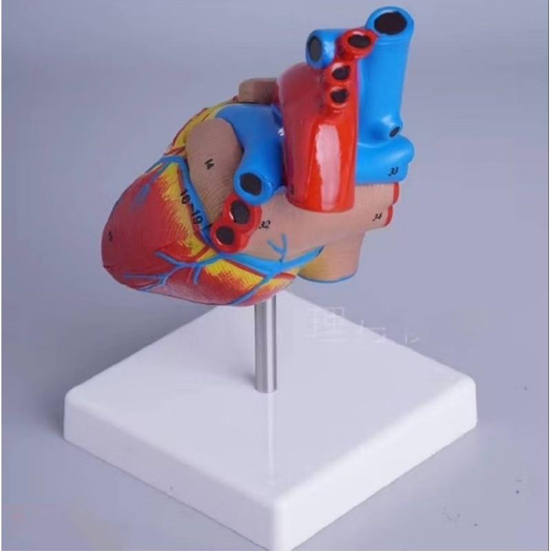 Model Anatomi Jantung Manusia/ Model of Human Heart Anatomy Science ...