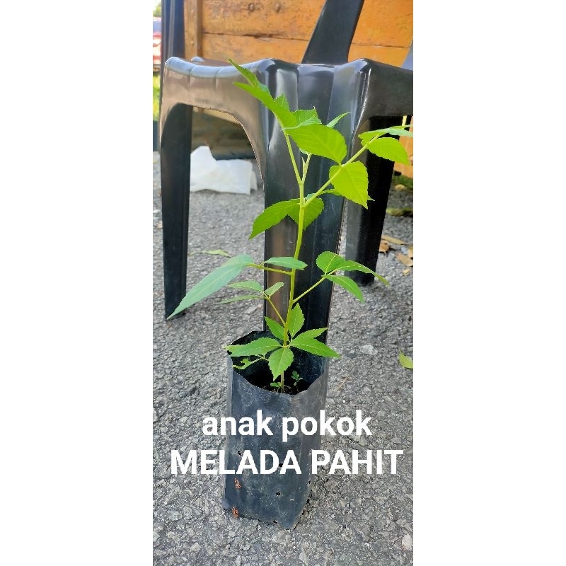 Anak pokok Melada Pahit. | Shopee Malaysia