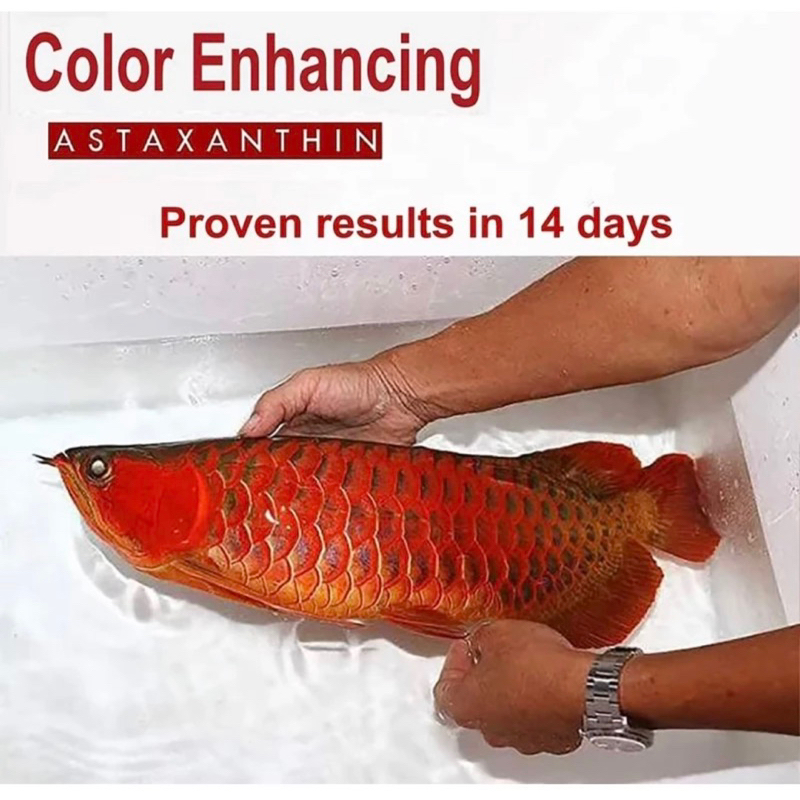 Vitamin Color Booster Arowana Ashtaxantin GRADE AAA Colour Up Red ...