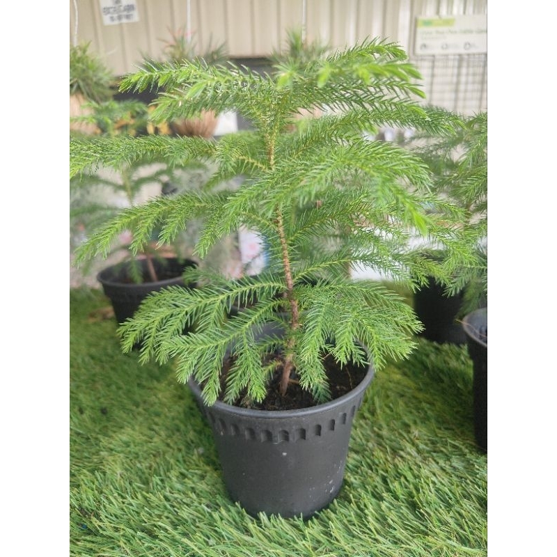 [GREEN LAND] Hong Kong Pine Tree/ Anak Pokok Hong Kong Pine Tree/南洋杉 ...