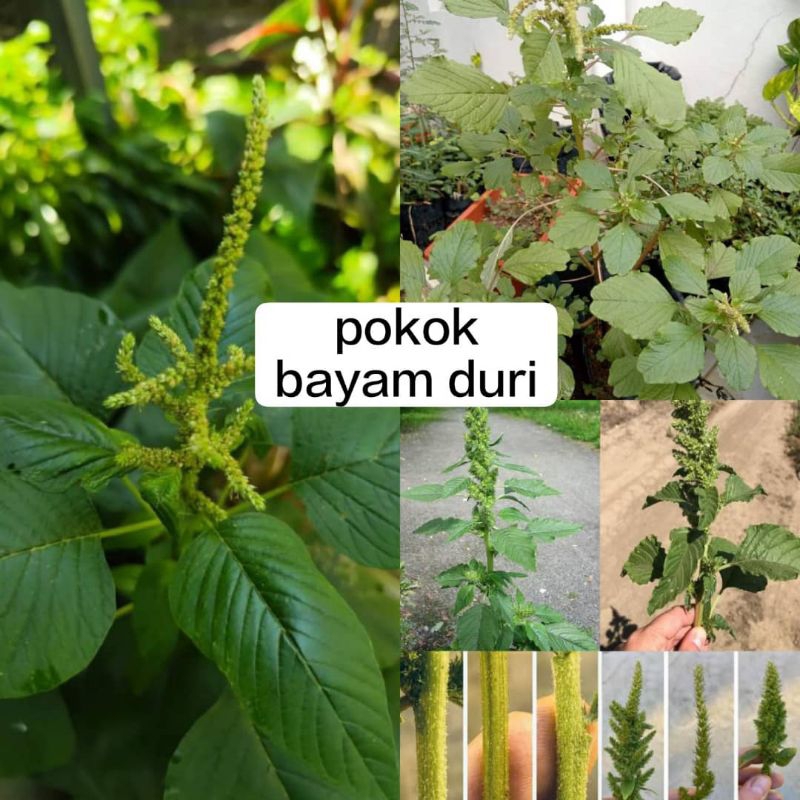 pokok bayam duri...... | Shopee Malaysia