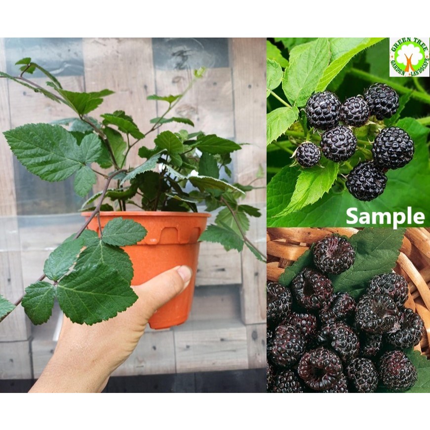 Fruit Tree - Black Raspberry Plant 黑树莓/覆盆子树苗 for HOME/GARDEN decoration ...