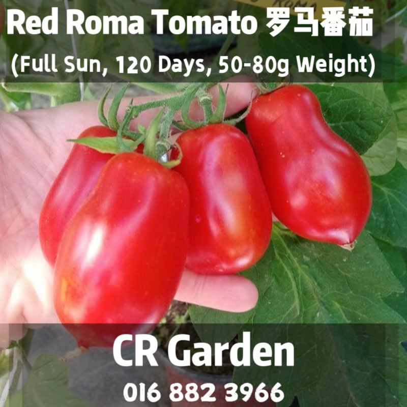 Red Roma Tomato 10 Seeds 罗马番茄 10粒 (Full Sun, 120 Days, 50-80g Weight ...