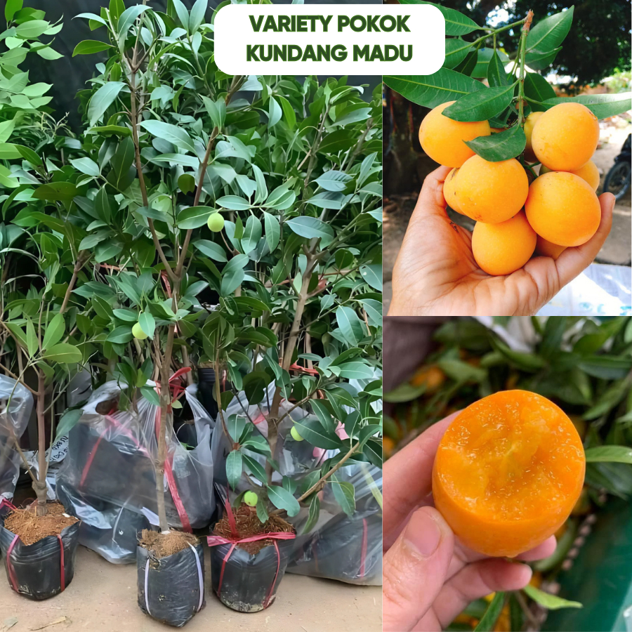 Anak Pokok Kundang Madu Super Buah Banyak buah-buahan boleh ditanam ...