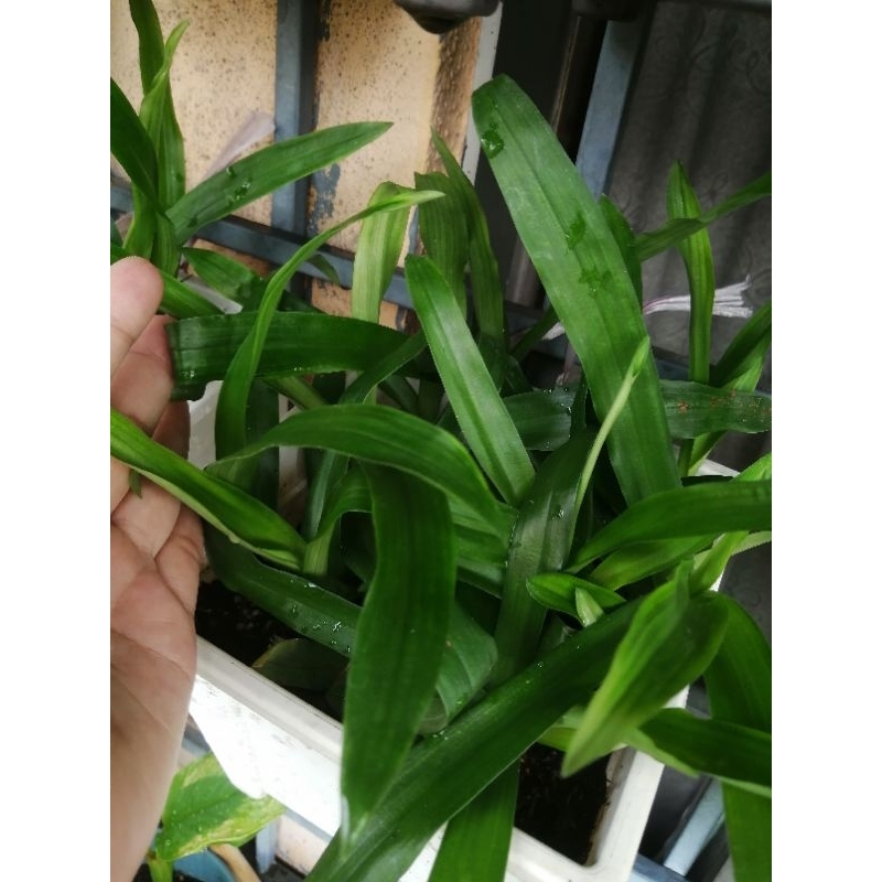 HSK [3pc] KERATAN BATANG POKOK RUMPUT SITI KHADIJAH BEIJING GRASS ...