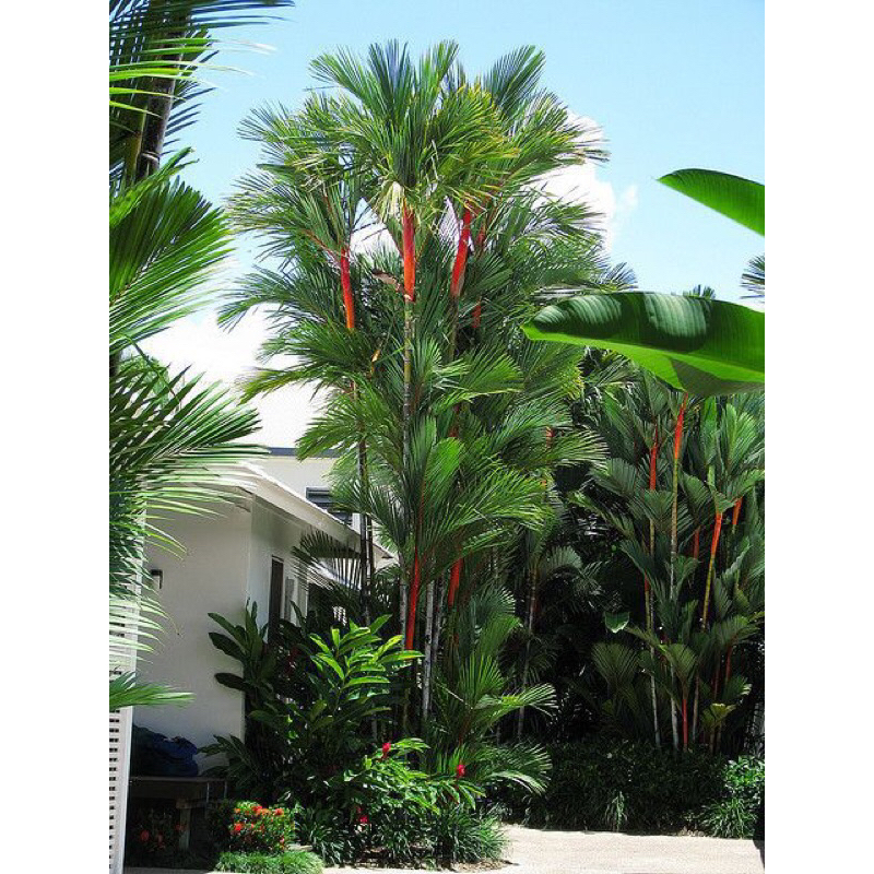 【LSG】Red Palm (Cyrtostachys renda) 红槟榔 | lipstick palm tree outdoor ...