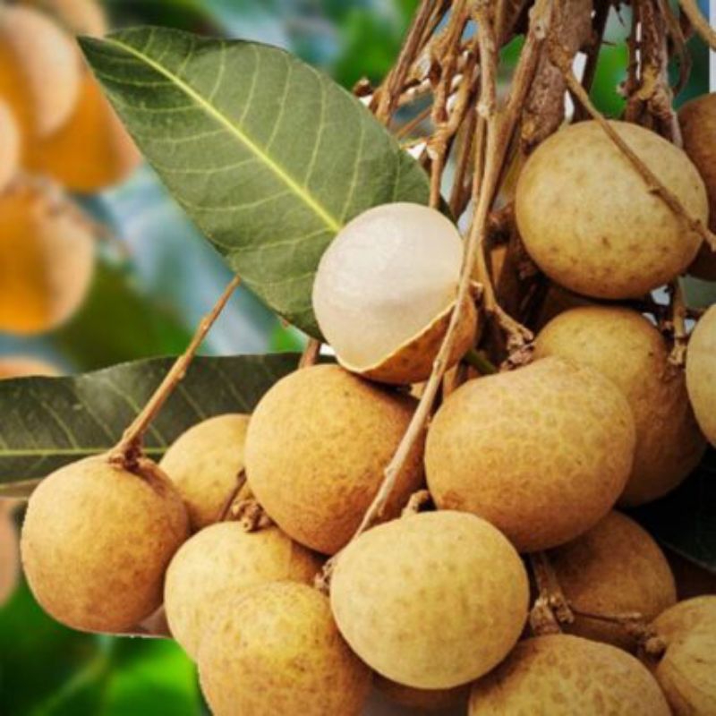 Pokok Longan Edaw ( berbuah dalam pasu ) | Shopee Malaysia