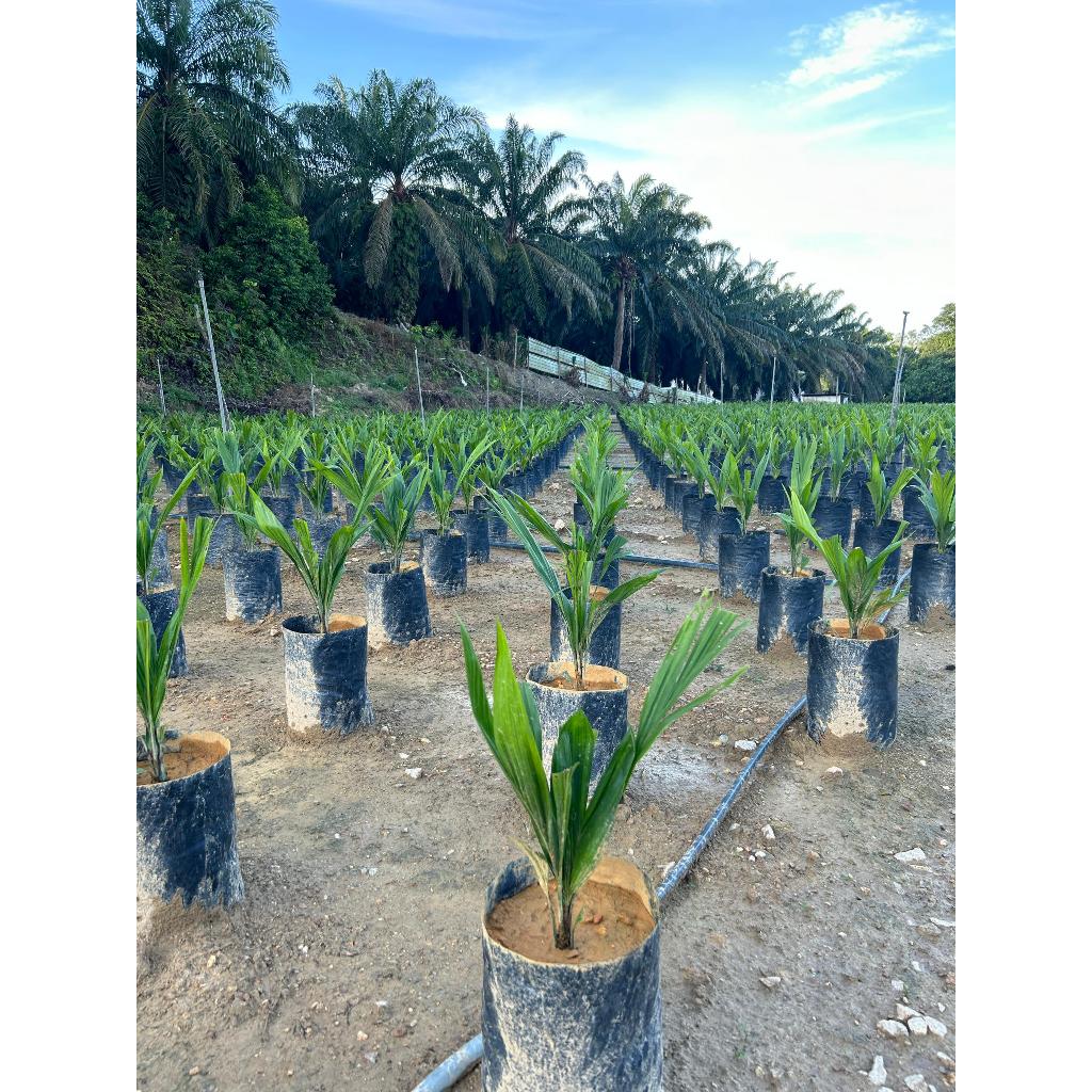 ANAK POKOK SAWIT SESUAI UNTUK PENANAMAN BAHARU | Shopee Malaysia