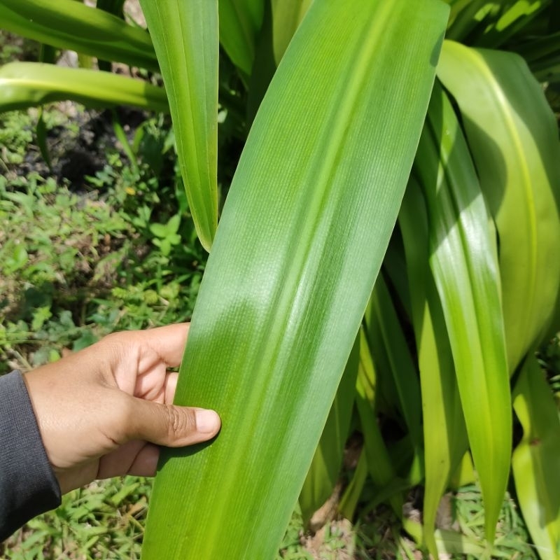 Daun Melong / Malong / Tembaga Suasa / Bakong/ Bakung / Crinum ...