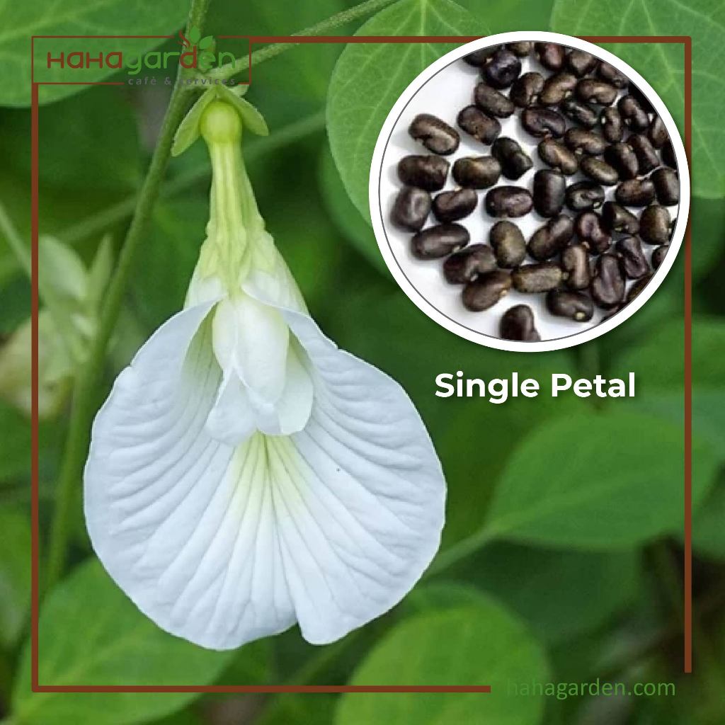 20pcs White Butterfly Pea Single Petal Flower Seeds/ Clitoria Ternatea ...