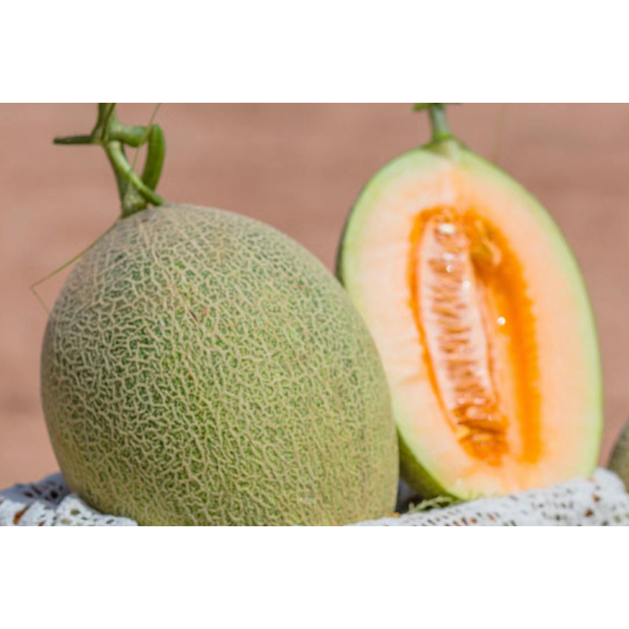 Biji Benih Tembikai Susu Jepun Rock Melon Rocky Japan Seed 日本网纹蜜瓜 - 5 ...