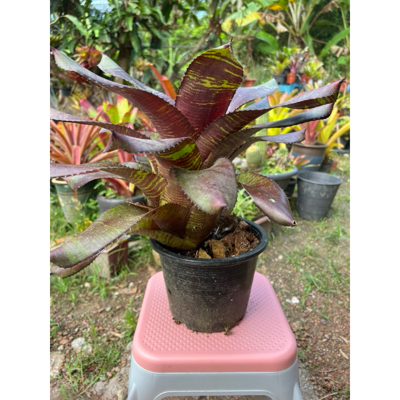 Pokok Bromeliads Tiger | Shopee Malaysia