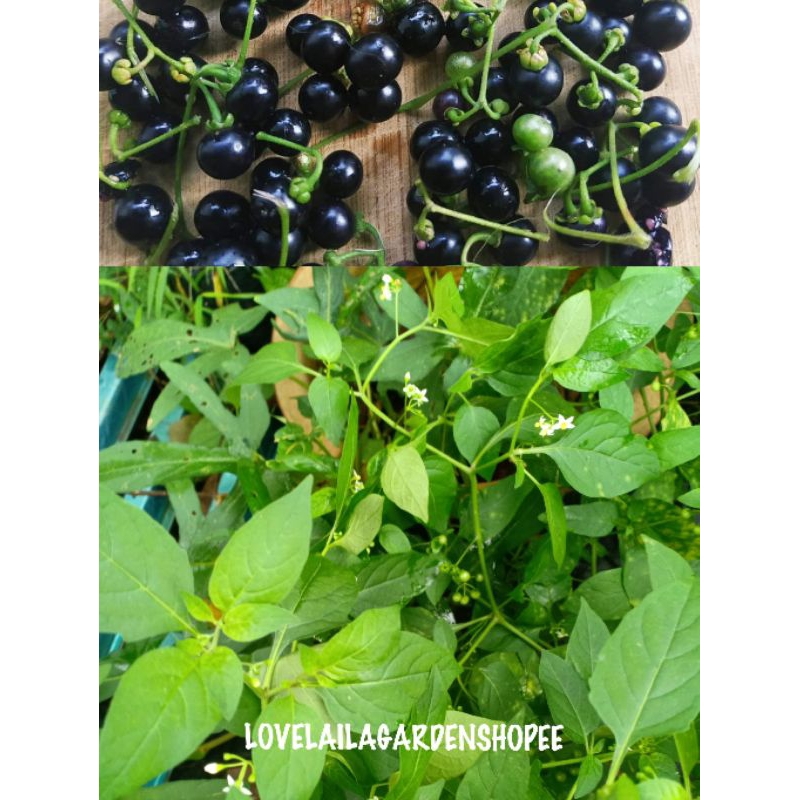 MERANTI /TUTAN • 100 BIJI BENIH KERING•SEED | Shopee Malaysia