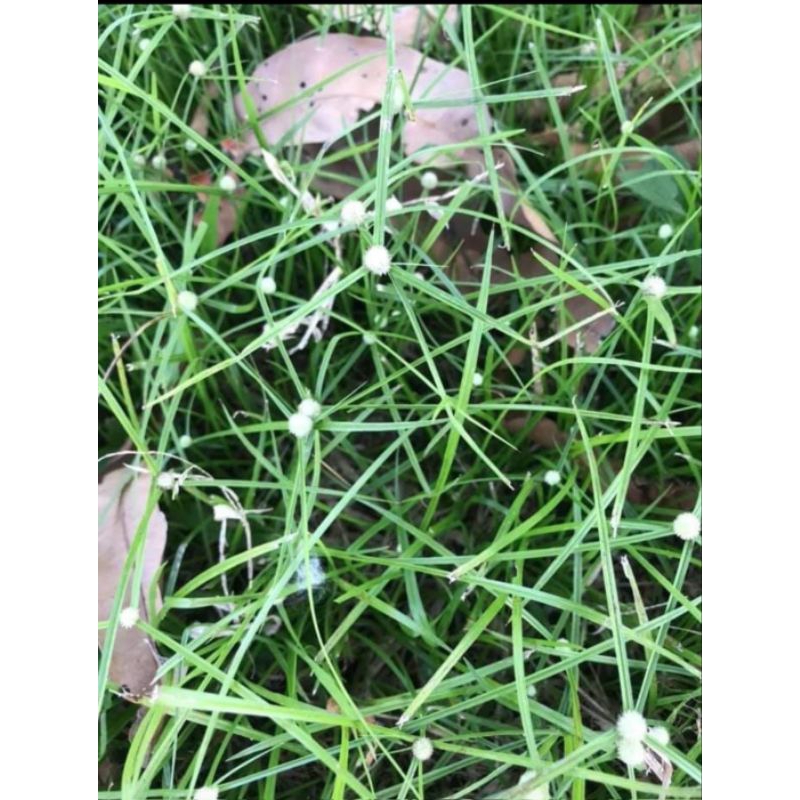 Rumput Helikopter Beserta Akar ~~ 500g | Shopee Malaysia