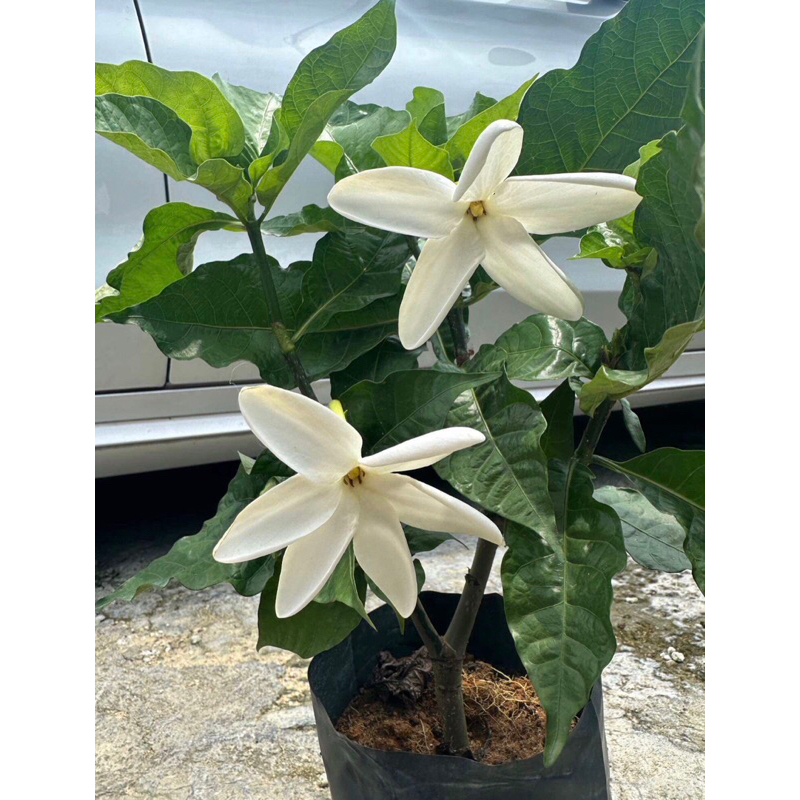 【LSG】Gardenia nitida, Gardenia posoqueria 栀子花香outdoor live plant ...