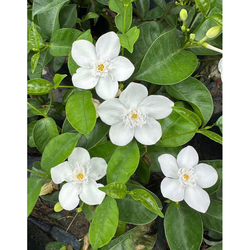 【LSG】Thai Jasmine Bunga Besar Anak Pokok 泰国茉莉花(无香气) | Shopee Malaysia