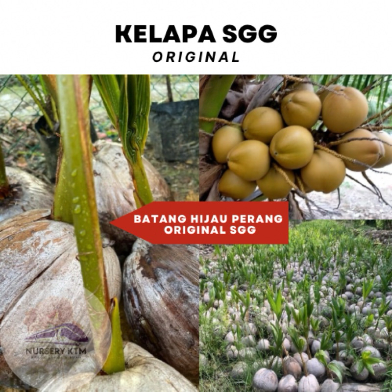 Pokok Kelapa SGG (CN16) Original | Shopee Malaysia
