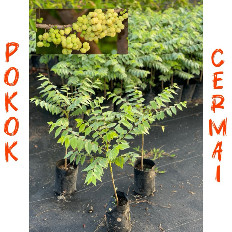 Pokok cermai thai ( hybrid ) cepat berbuah / pokok cermai thai murah ...