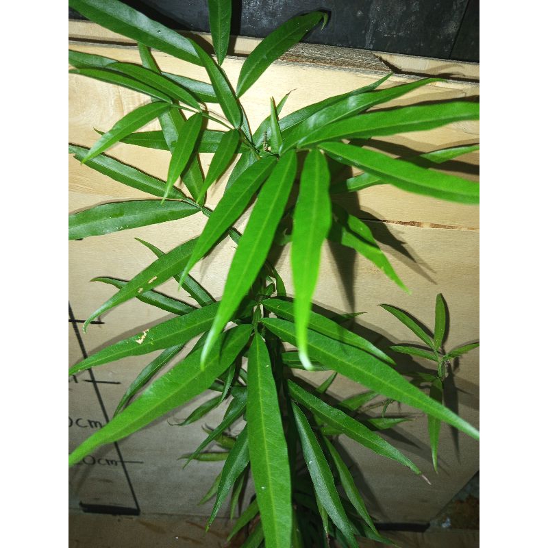 Pokok Ceri Terengganu / Rambai istana / Johore Tree / Lepisanthes alata ...